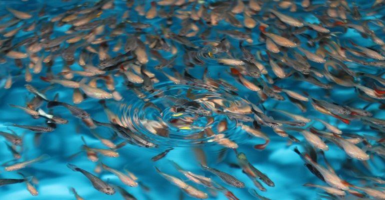 Aquicultura: vale a pena começar uma produção? | Instituto de Pesca